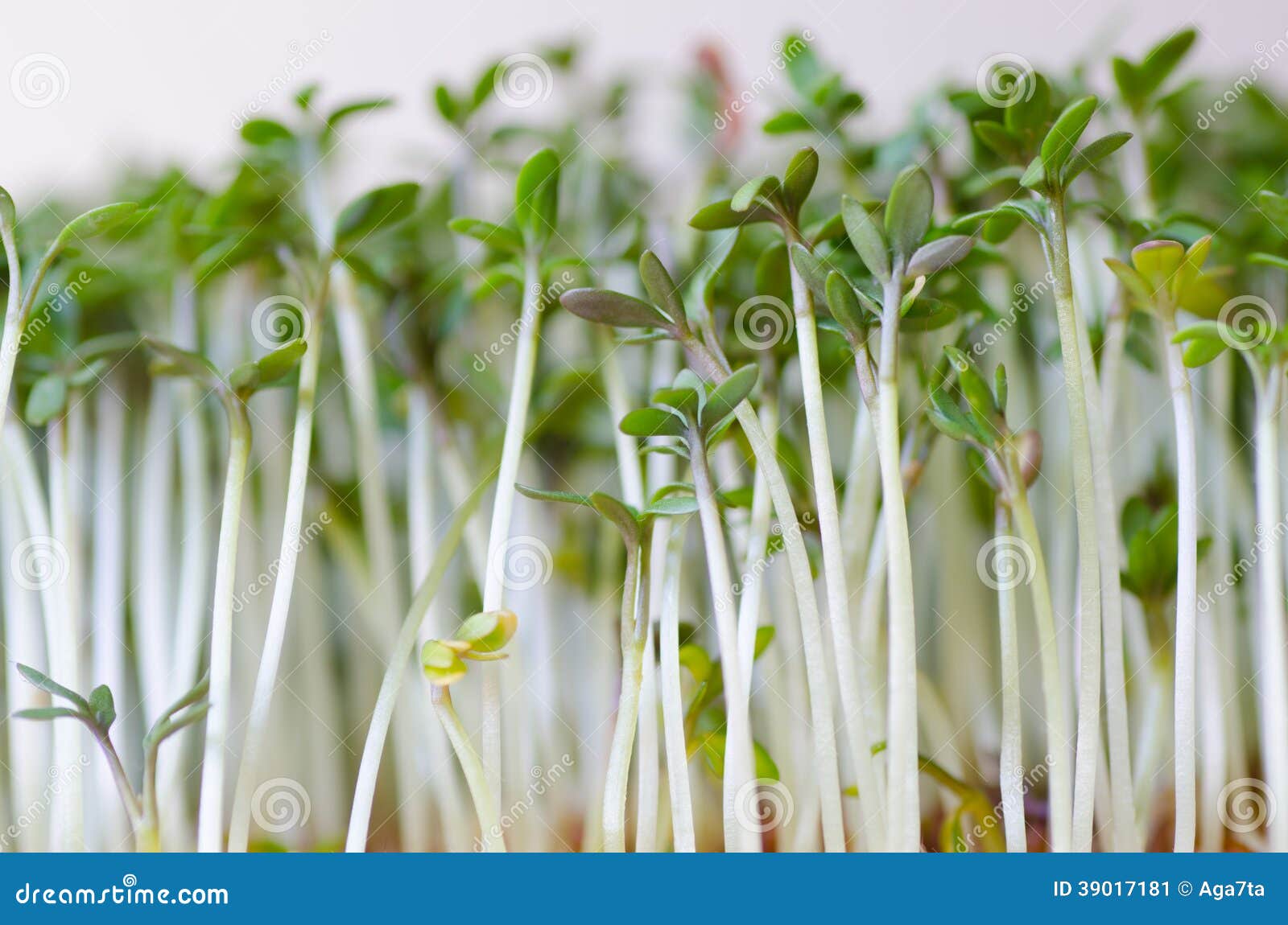 Fresh green cress stock image. Image of freshness, health - 39017181