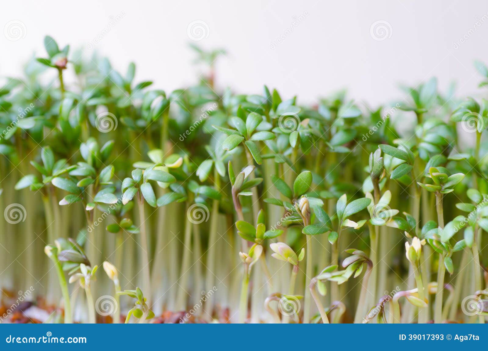 Fresh green cress stock image. Image of green, plant - 39017393
