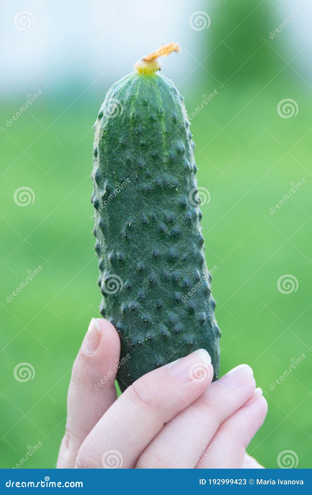 Fresh Green Cucumber in His Hand. Stock Image - Image of strong, season ...