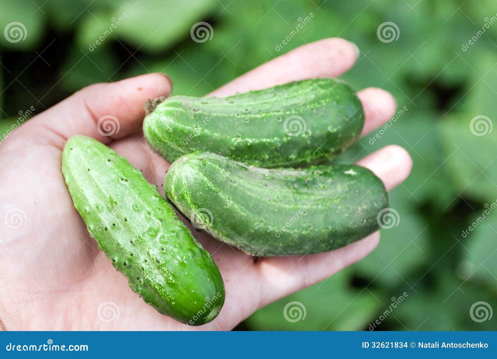 Fresh Green Cucumbers in Hands. Stock Photo - Image of plant, human ...