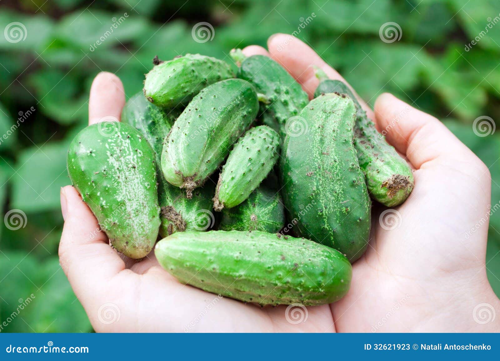 Fresh Green Cucumbers in Hands. Stock Image - Image of lifestyle ...