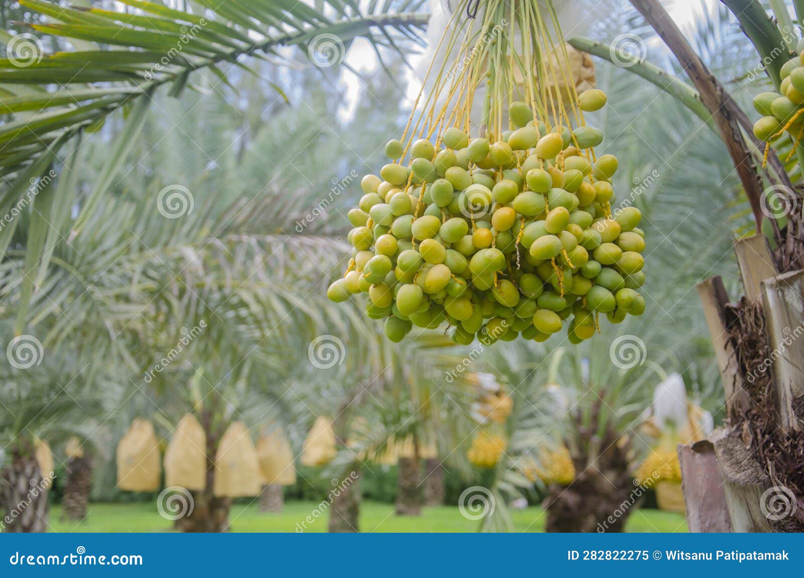 Fresh Green Date Palms on the Tree in the Garden Stock Image - Image of ...
