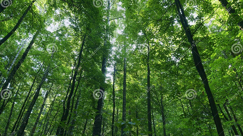 Fresh Green Deciduous Forest. Sunlight in the Green Forest, Summer Time ...
