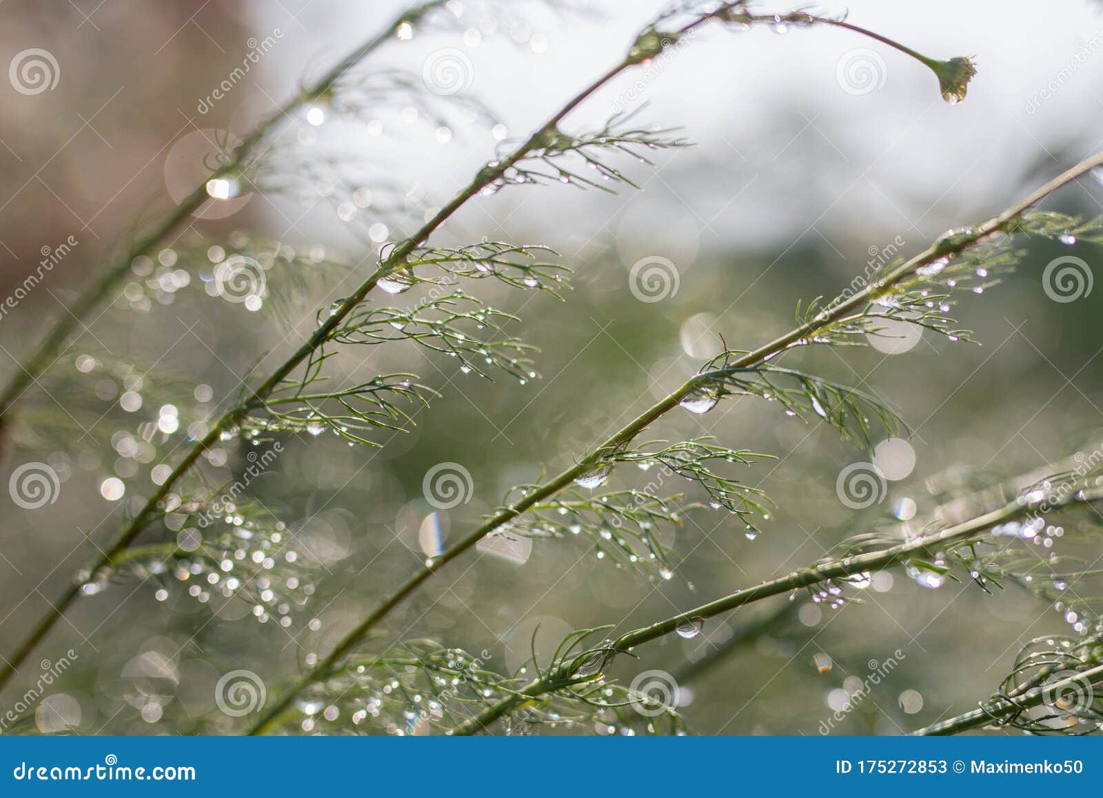 Fresh Green Dill Grass with Dew Drops Close Up Stock Image - Image of ...
