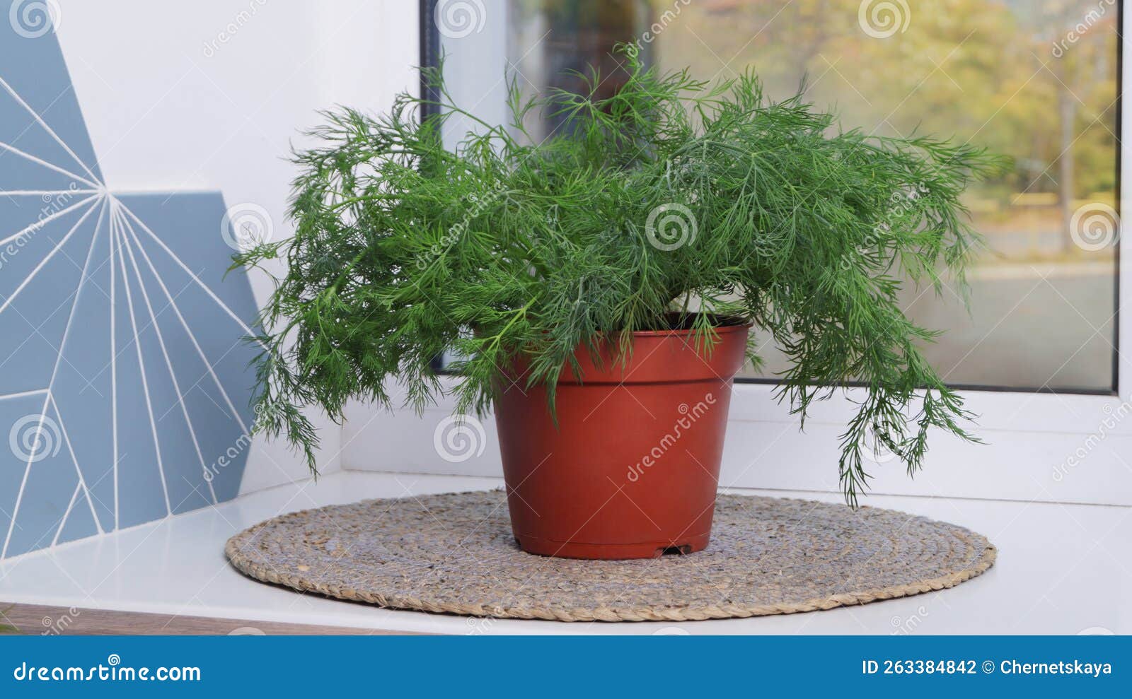Fresh Green Dill Growing in Pot on Windowsill Indoors Stock Photo ...
