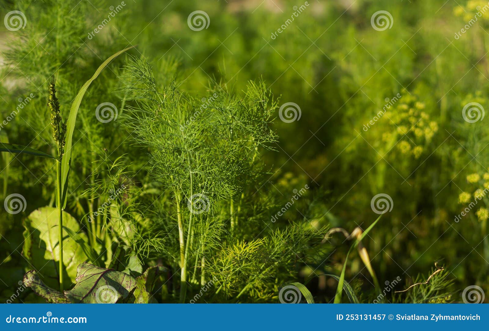 Fresh and Green Dill Seedlings are Grown Outdoors Stock Image - Image ...