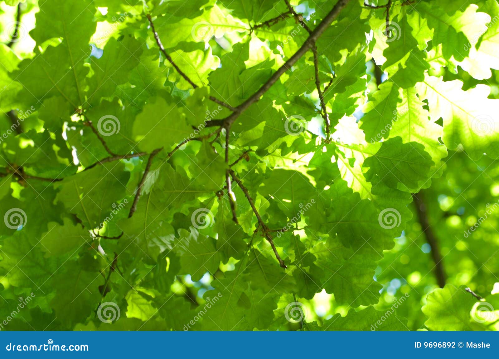 Fresh Green Eaves in Forest Stock Photo - Image of spring, green: 9696892