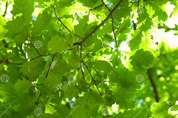 Fresh Green Eaves in Forest Stock Photo - Image of spring, green: 9696892
