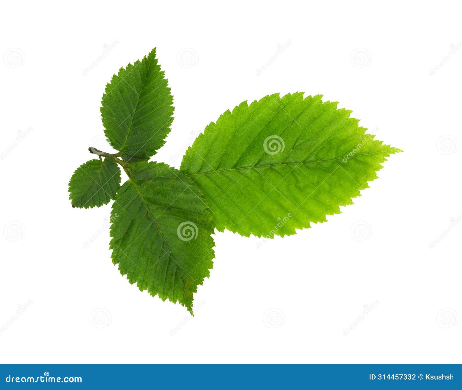 Fresh Green Elm-tree Leaves Isolated on White Stock Photo - Image of ...