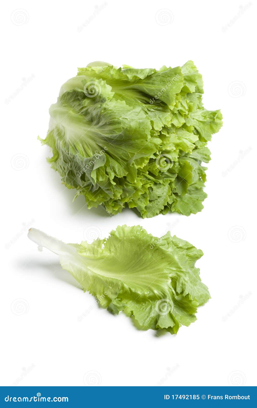 Fresh Green Endive with a Single Leaf Stock Image - Image of cichorium ...