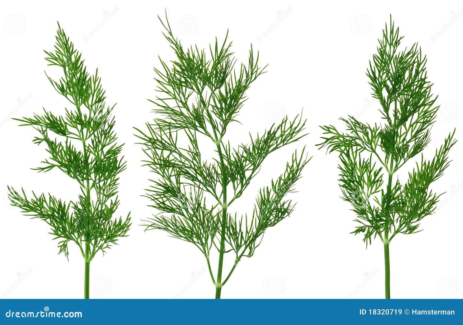 Fresh Green Fennel Twigs, Isolated Stock Image - Image of elegant ...
