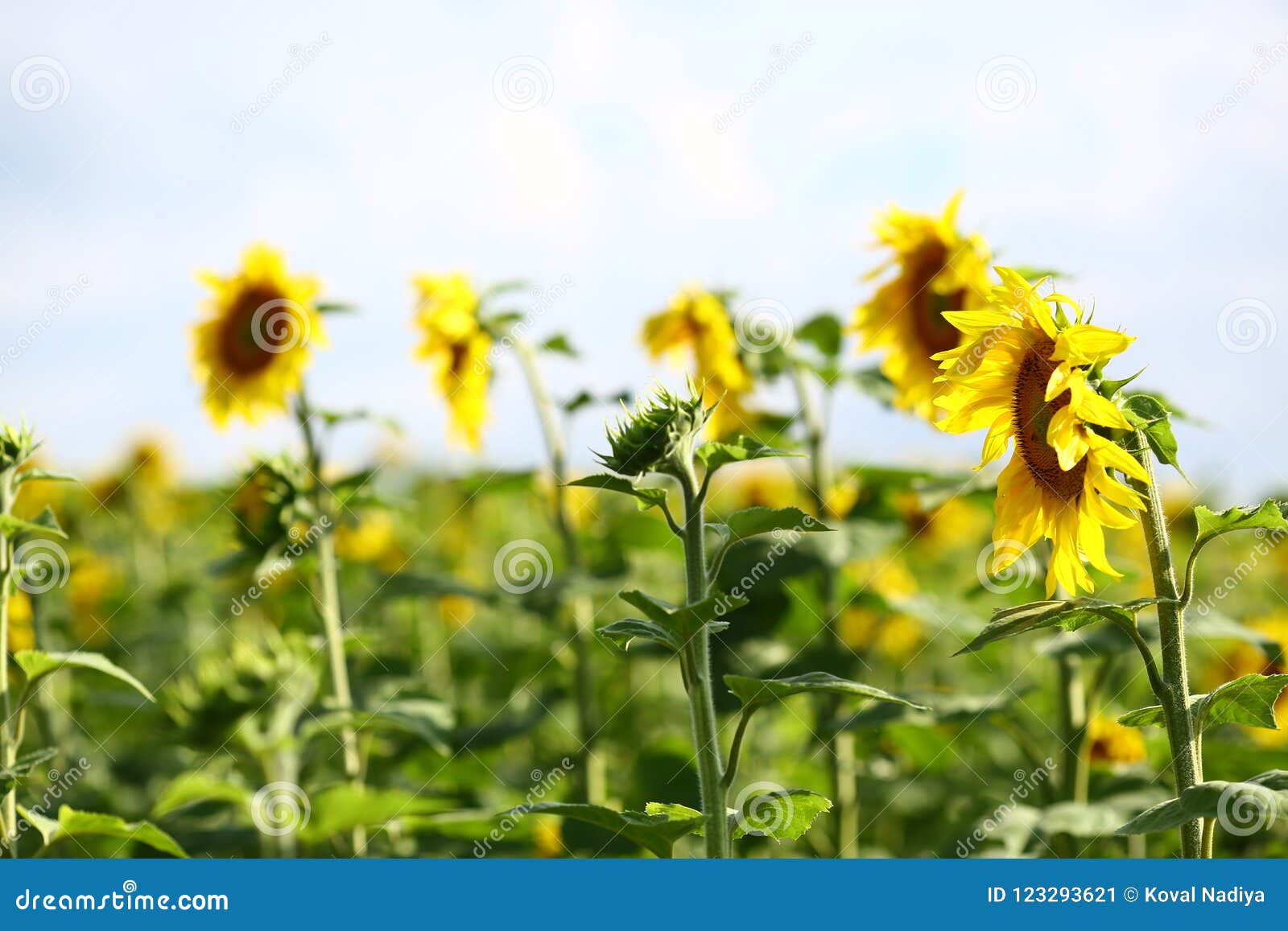 Fresh Green Fields. Beautiful Sunshine Field. Outdoors Stock Image ...