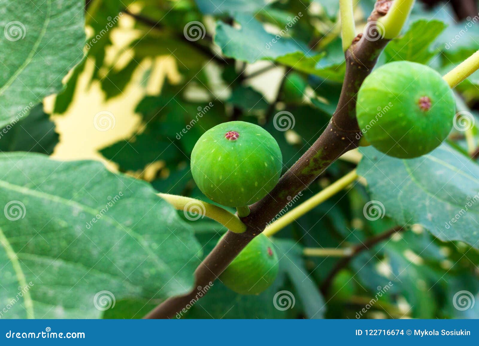 Fresh Green Fig Growing on a Tree Stock Photo - Image of farm, diet ...