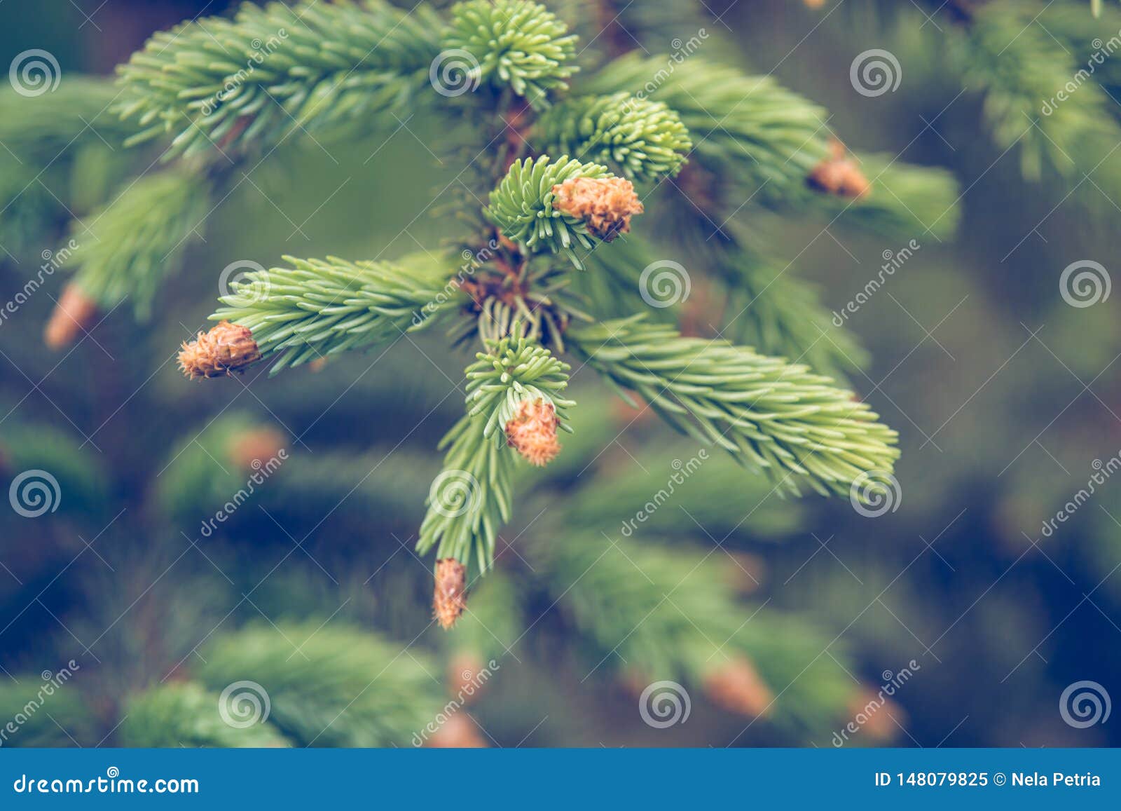 Fresh Green Fir Tree Branch Stock Image - Image of leaf, coniferous ...