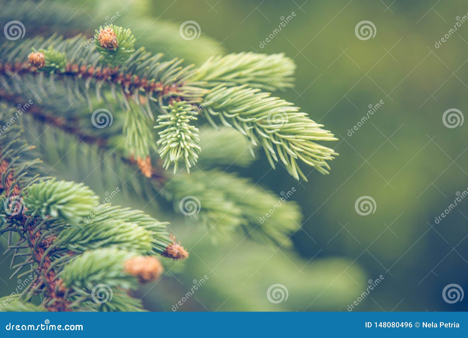 Fresh Green Fir Tree Branch Stock Photo - Image of fresh, decoration ...