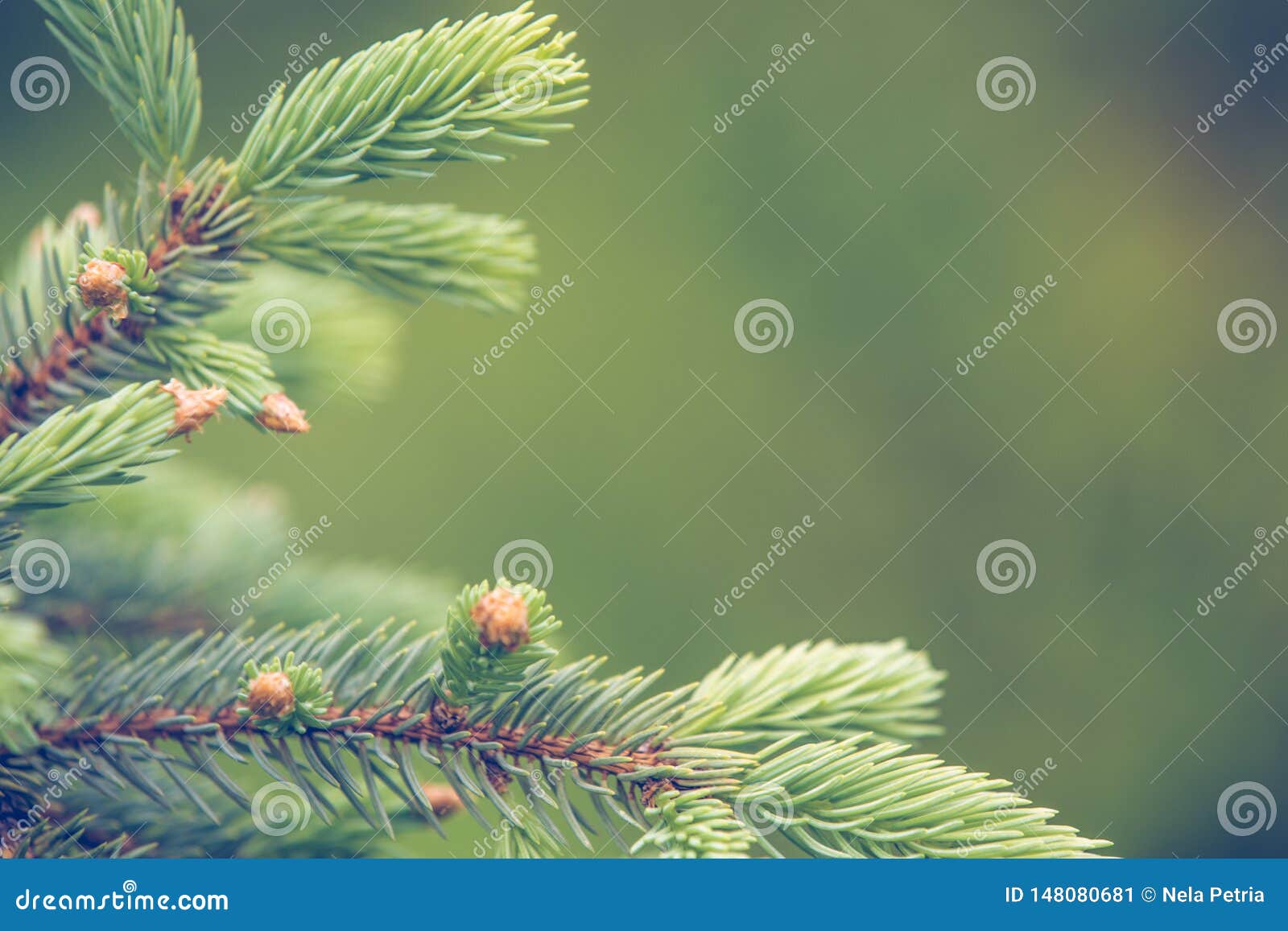 Fresh Green Fir Tree Branch Stock Image - Image of close, lush: 148080681