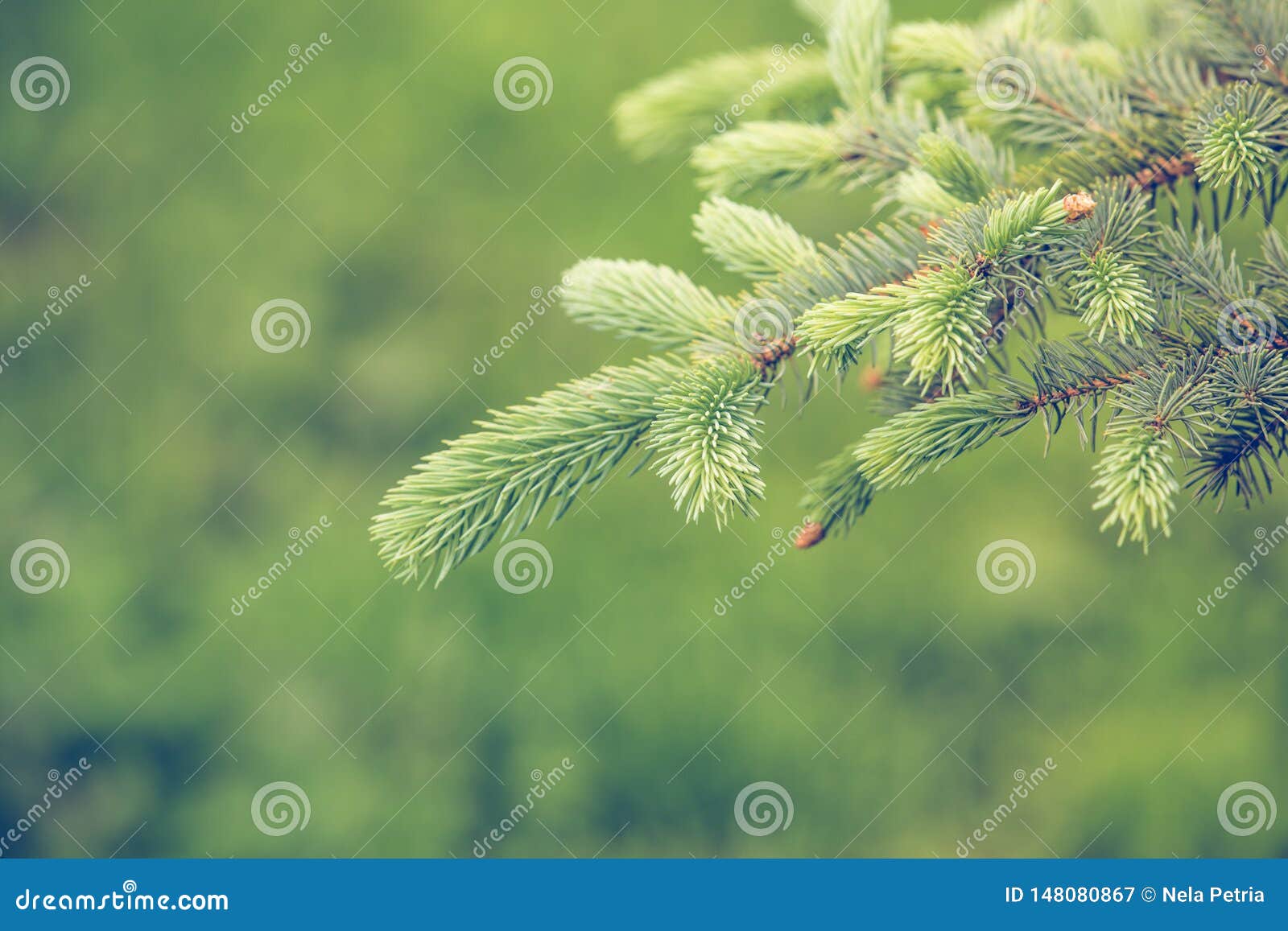 Fresh Green Fir Tree Branch Stock Image - Image of beautiful, fresh ...