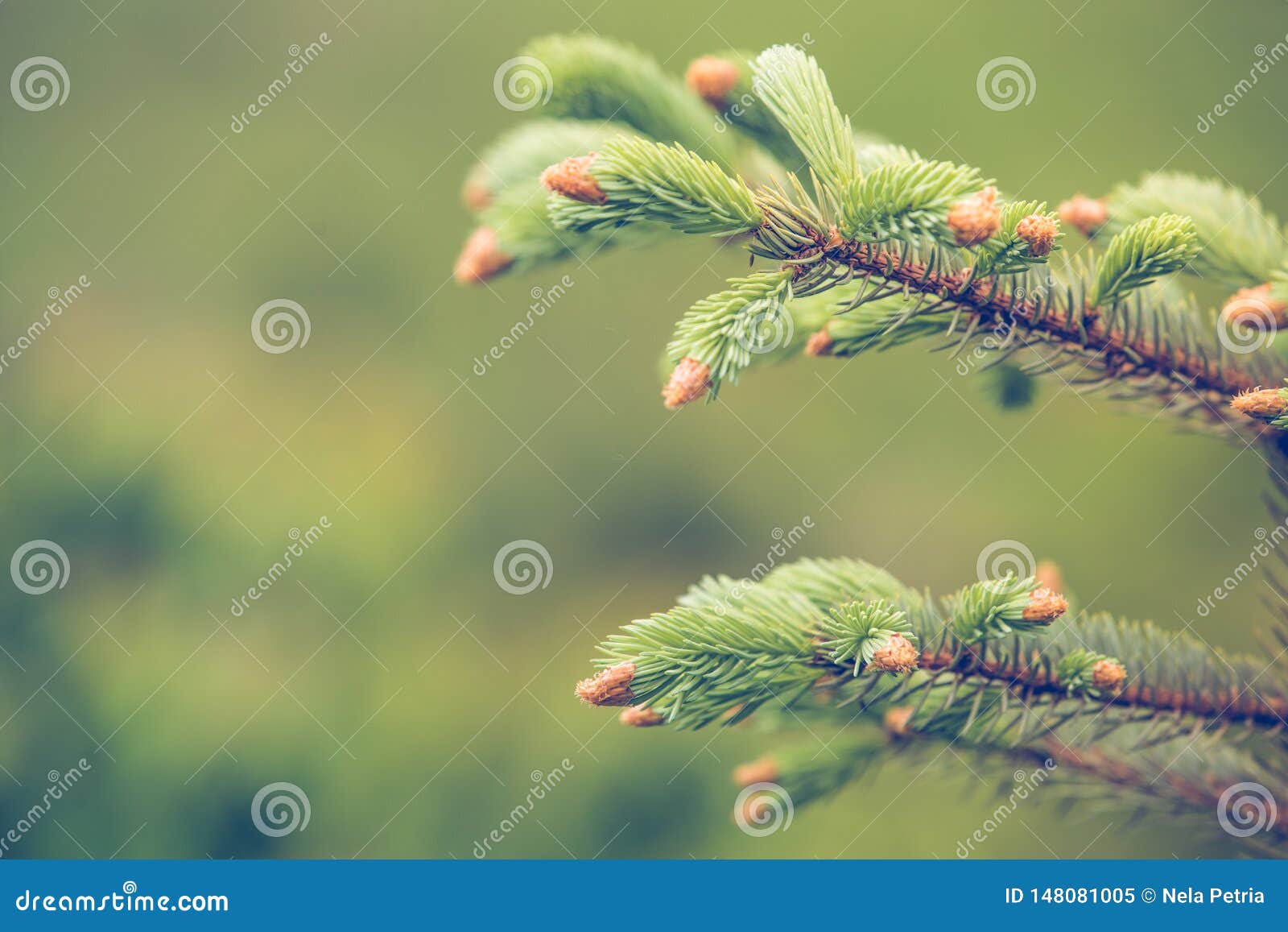 Fresh Green Fir Tree Branch Stock Image - Image of coniferous, furtree ...
