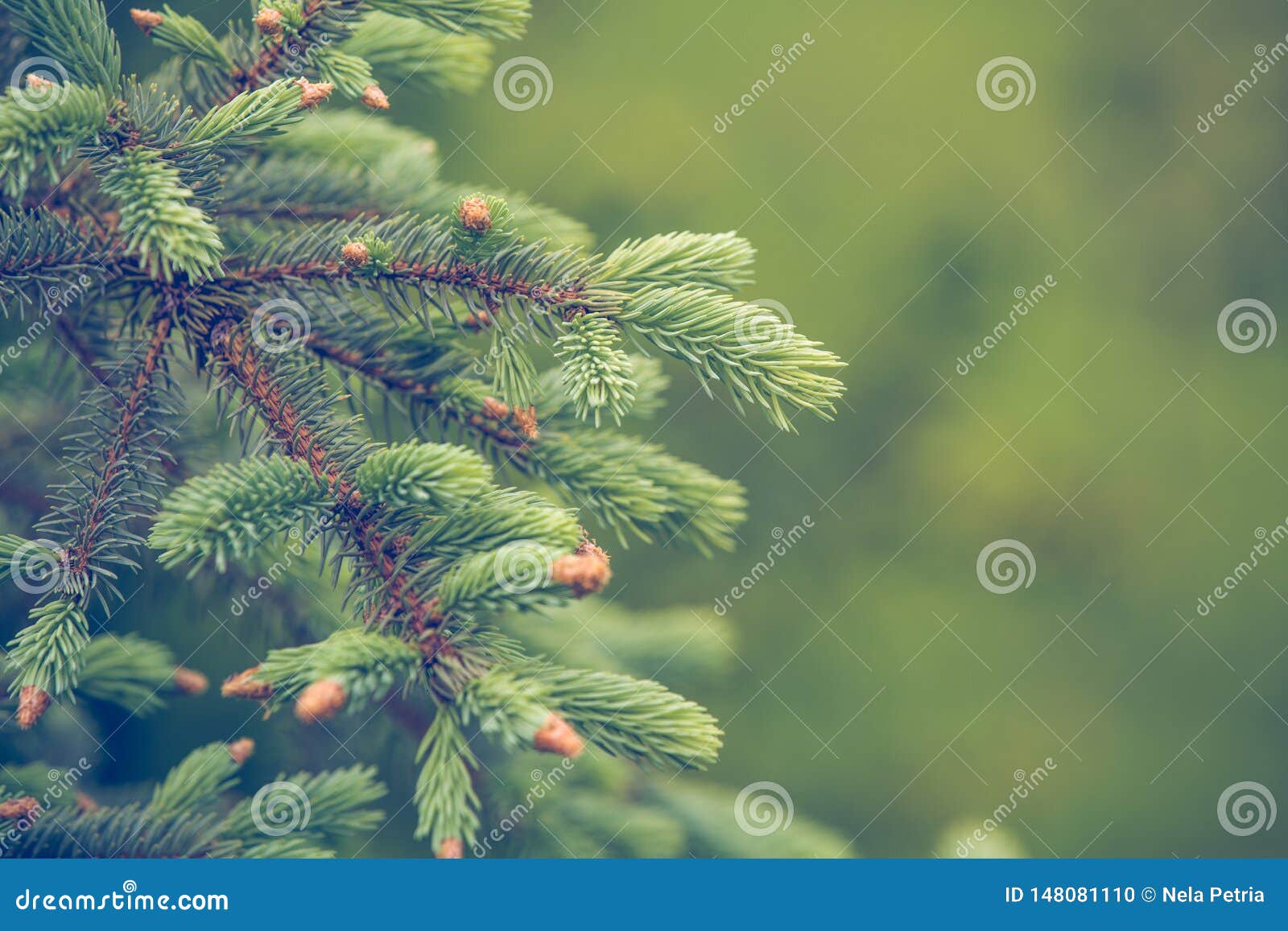 Fresh Green Fir Tree Branch Stock Photo - Image of evergreen, closeup ...