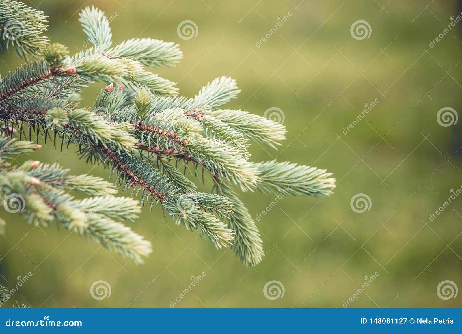 Fresh Green Fir Tree Branch Stock Image - Image of bough, closeup ...
