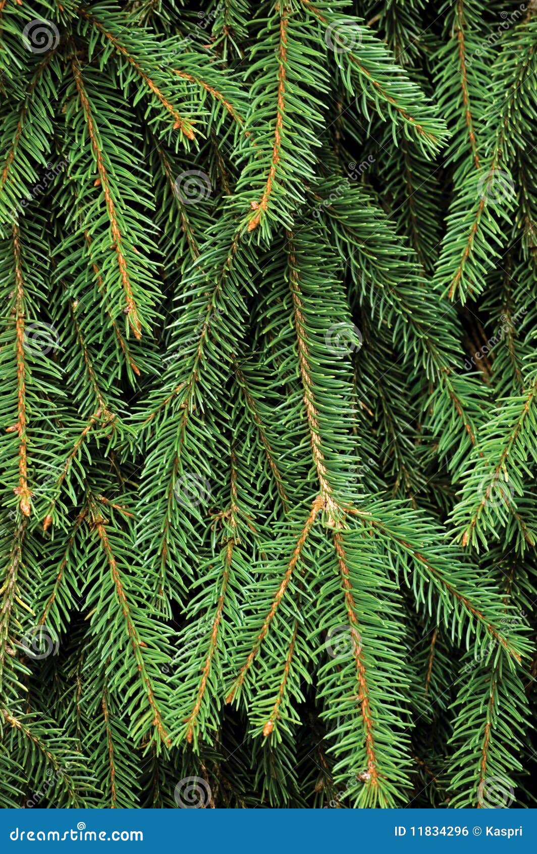 Fresh Green Fir Twig Needle Background Stock Photo - Image of branch ...