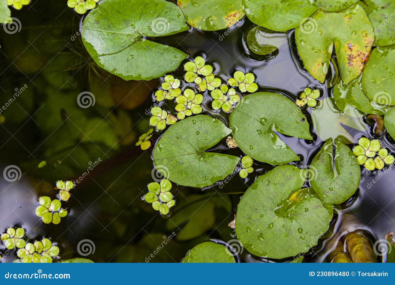Green Floating Aquatic Plants Pattern and Texure Background Seamless ...