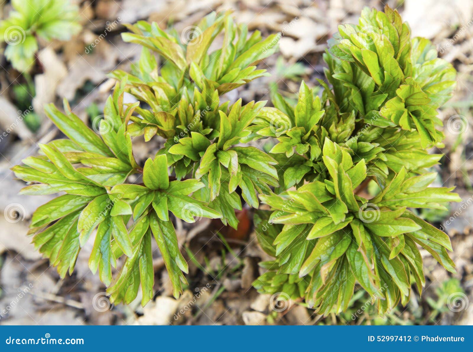 Fresh green flora stock photo. Image of freshness, growth - 52997412