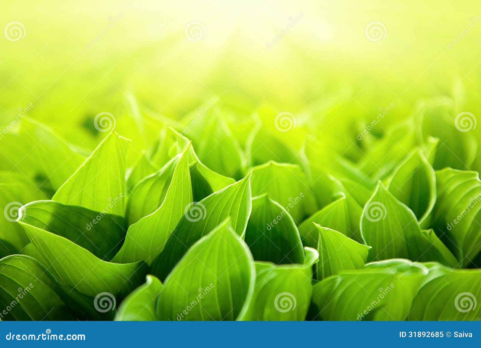 Fresh green flower leaves stock image. Image of lush - 31892685