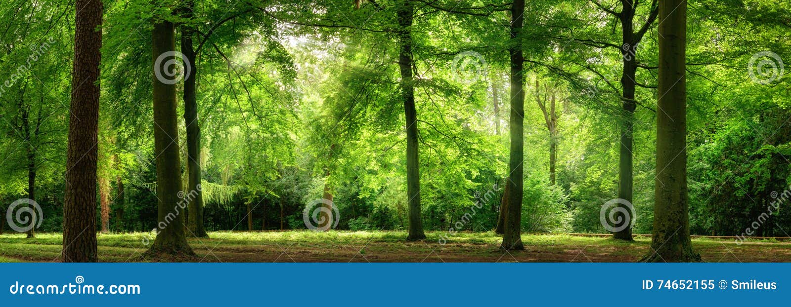 Fresh Green Forest in Dreamy Soft Light Stock Image - Image of park ...