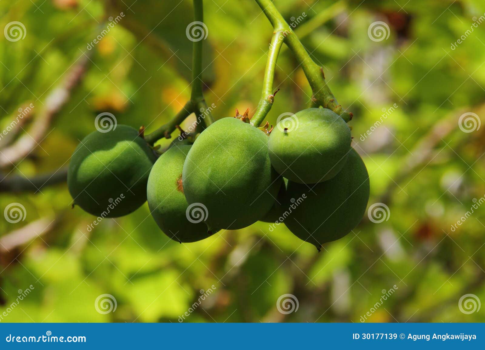 Jatropha Curcas Also Called Jarak Pagar, Physic Nut, Barbados Nut ...