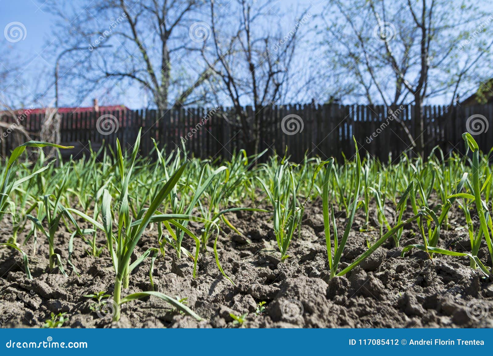 Fresh Green Garlic Plants Growing in Rows in the Backyard Stock Photo ...