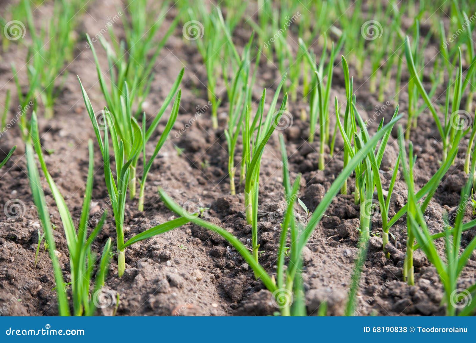 Fresh green garlic stock photo. Image of rows, lots, garlic - 68190838