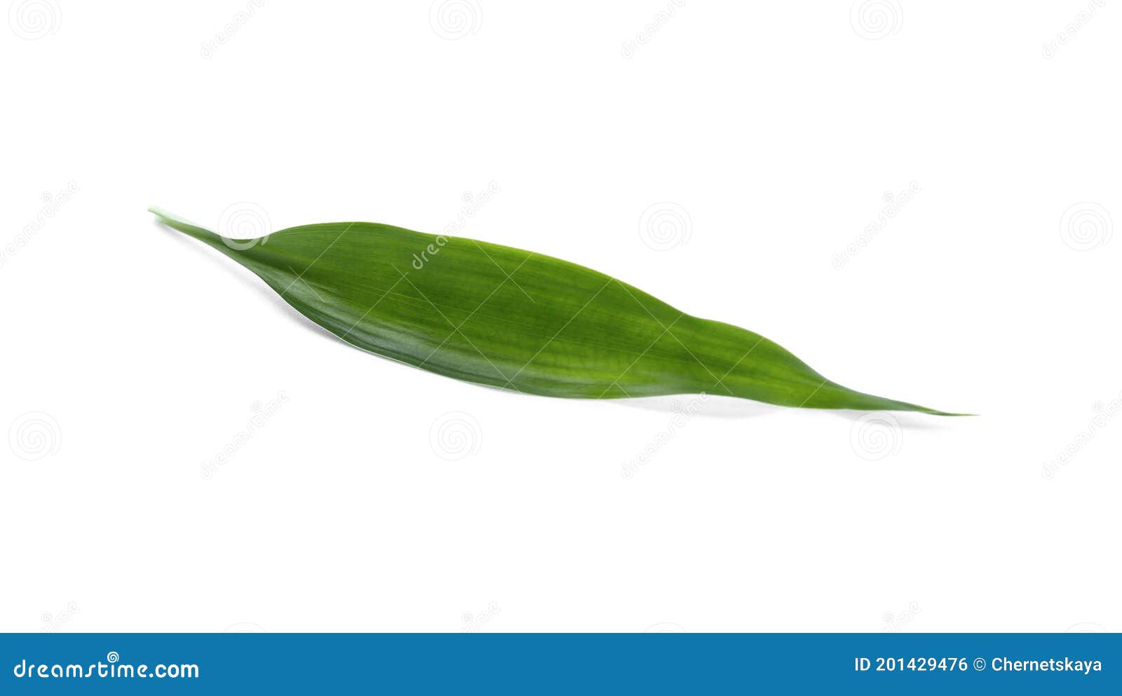 Fresh Green Ginger Leaf Isolated on White Stock Photo - Image of floral ...