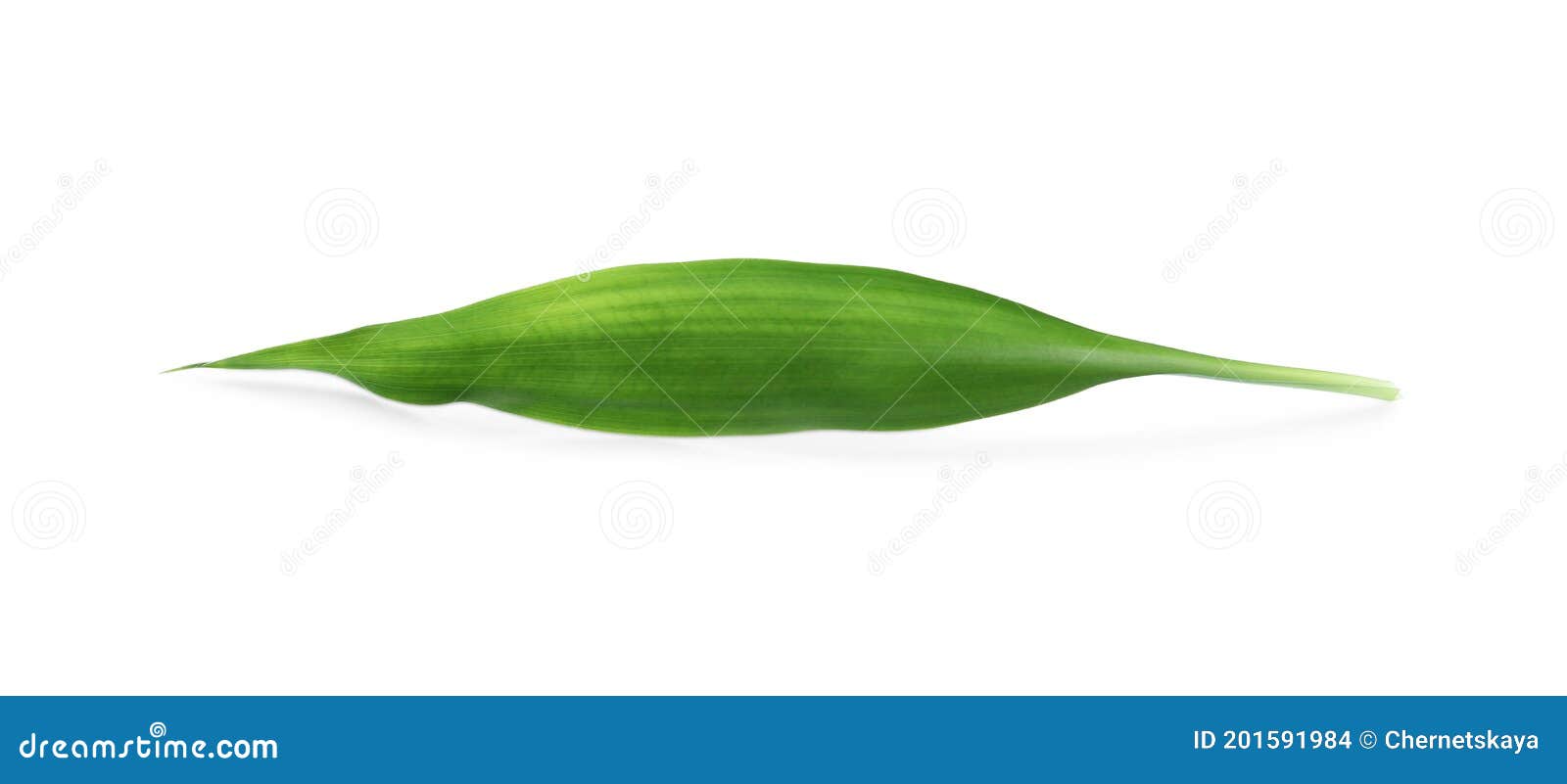 Fresh Green Ginger Leaf Isolated on White Stock Photo - Image of fresh ...