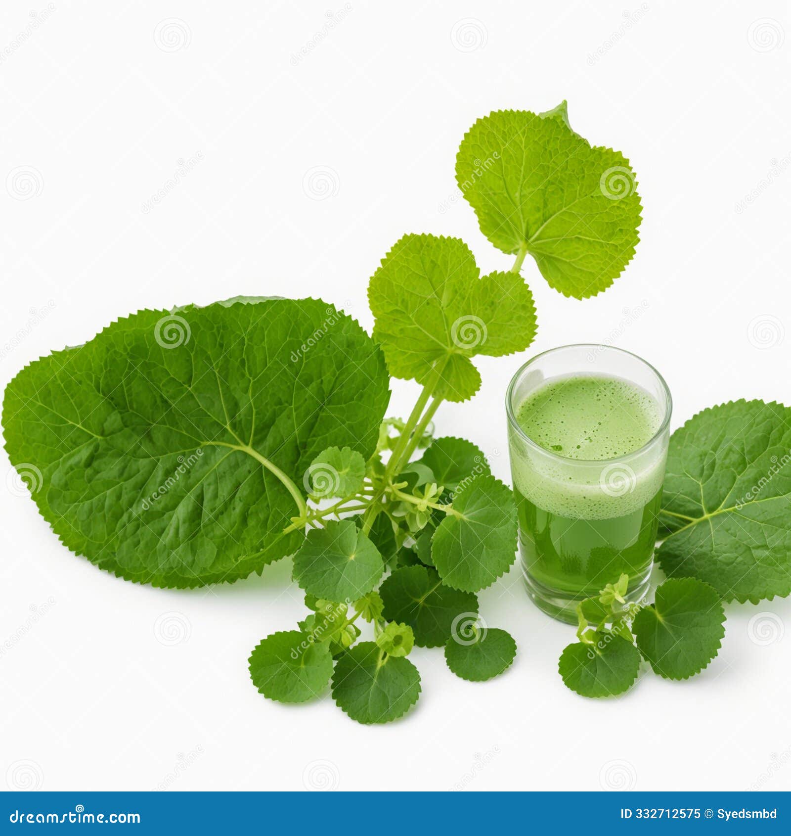 Gotu Kola Grass. Centella Asiatica. Medicinal Plant. Vector ...