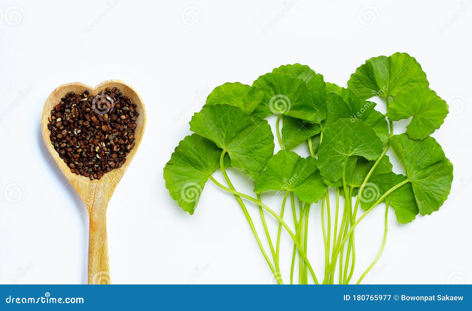Fresh Green Gotu Kola with Seeds on White Background Stock Image ...