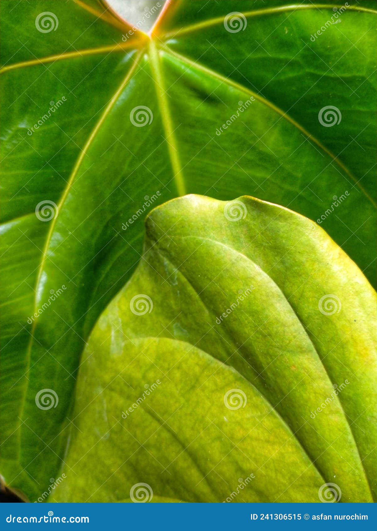 Fresh Green Gradation of Leaf Texture. Stock Image - Image of branch ...