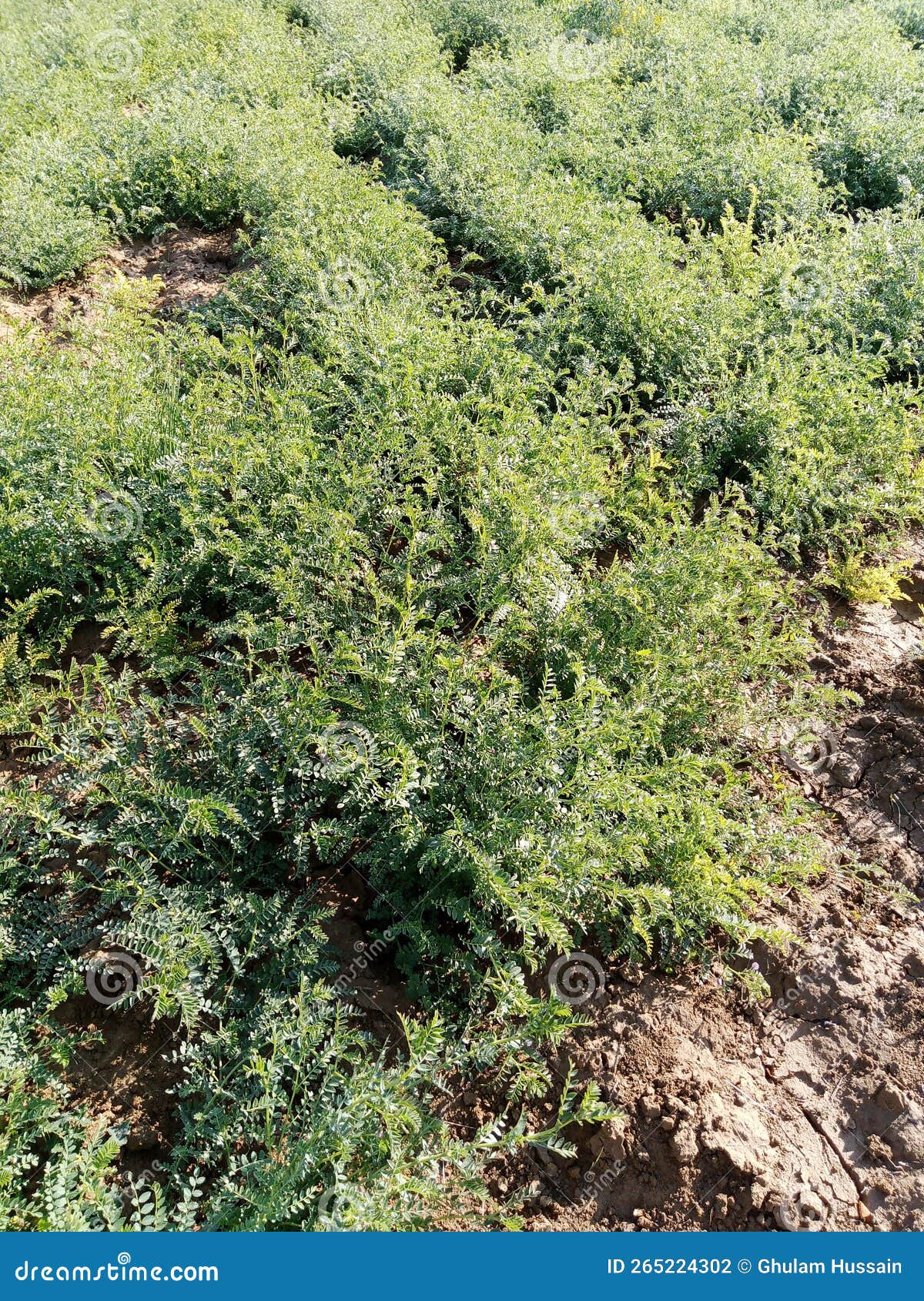 Fresh Green Gram Fields from Misrial Pakistan. Stock Photo - Image of ...