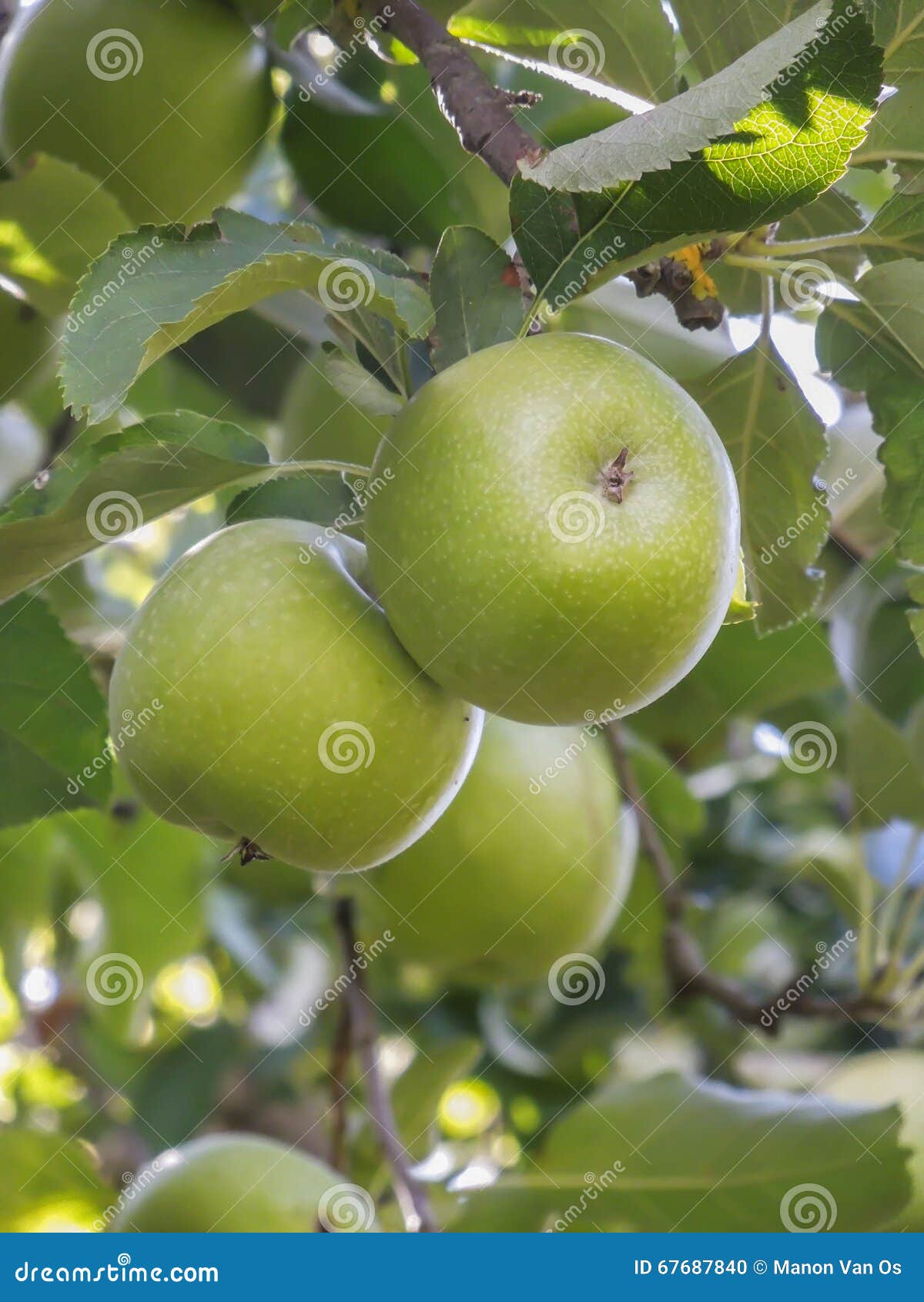 Green Granny Smith Apple Cross Section Slice Halves Fresh Fruit Royalty ...
