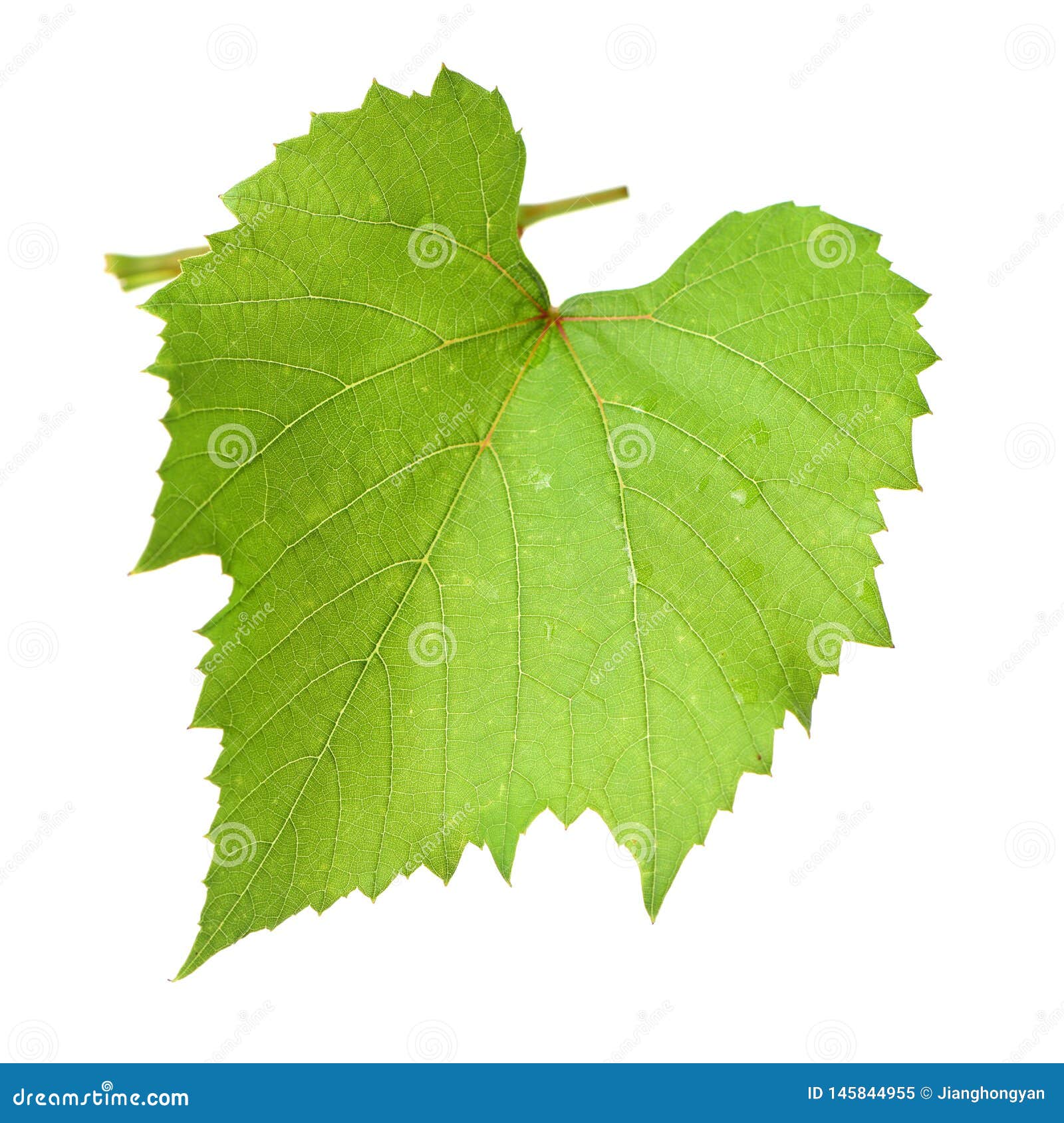 Fresh Green Grape Leaf stock image. Image of horticulture - 145844955