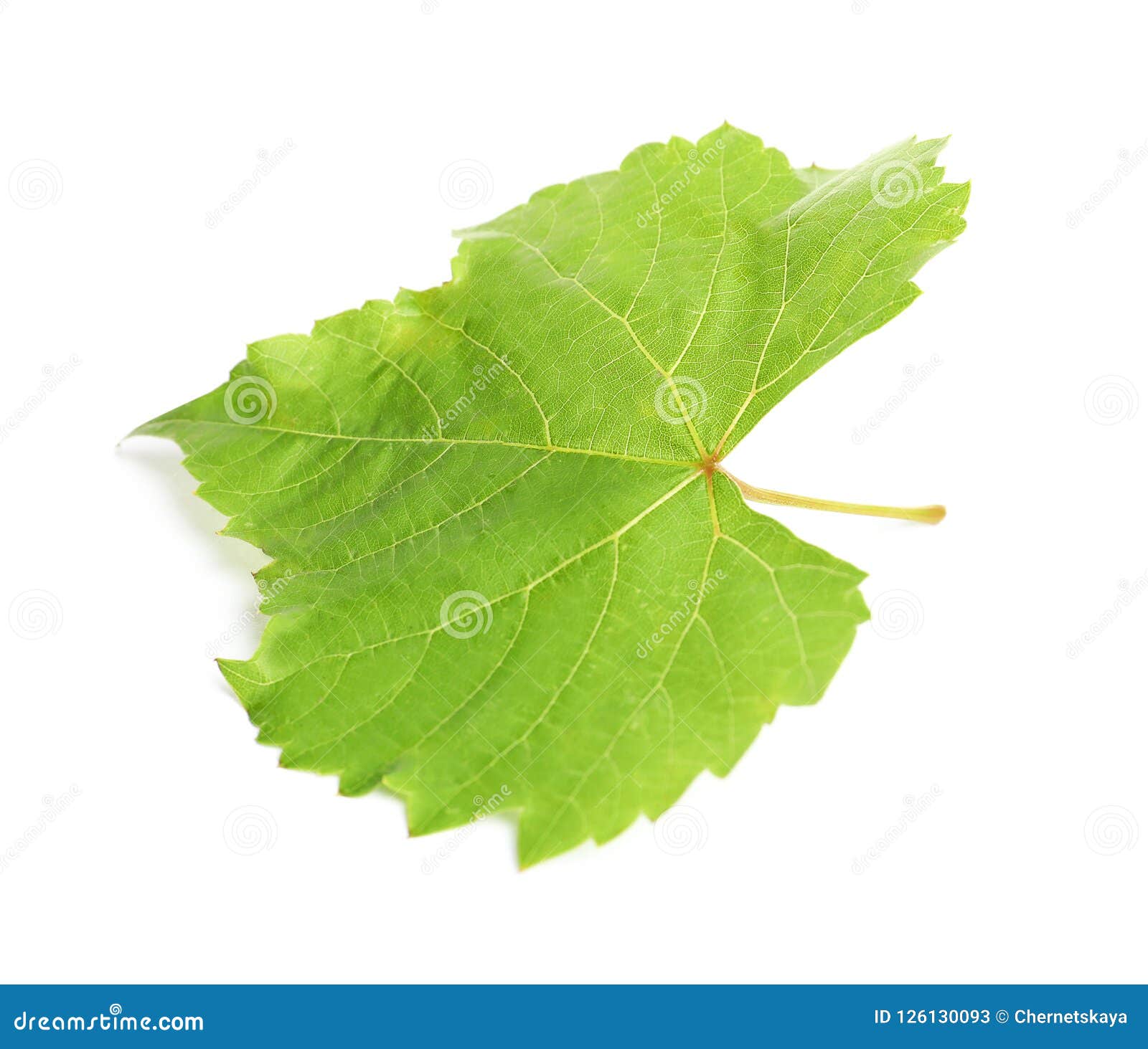 Fresh Green Grape Leaf Isolated Stock Image - Image of vineyard ...