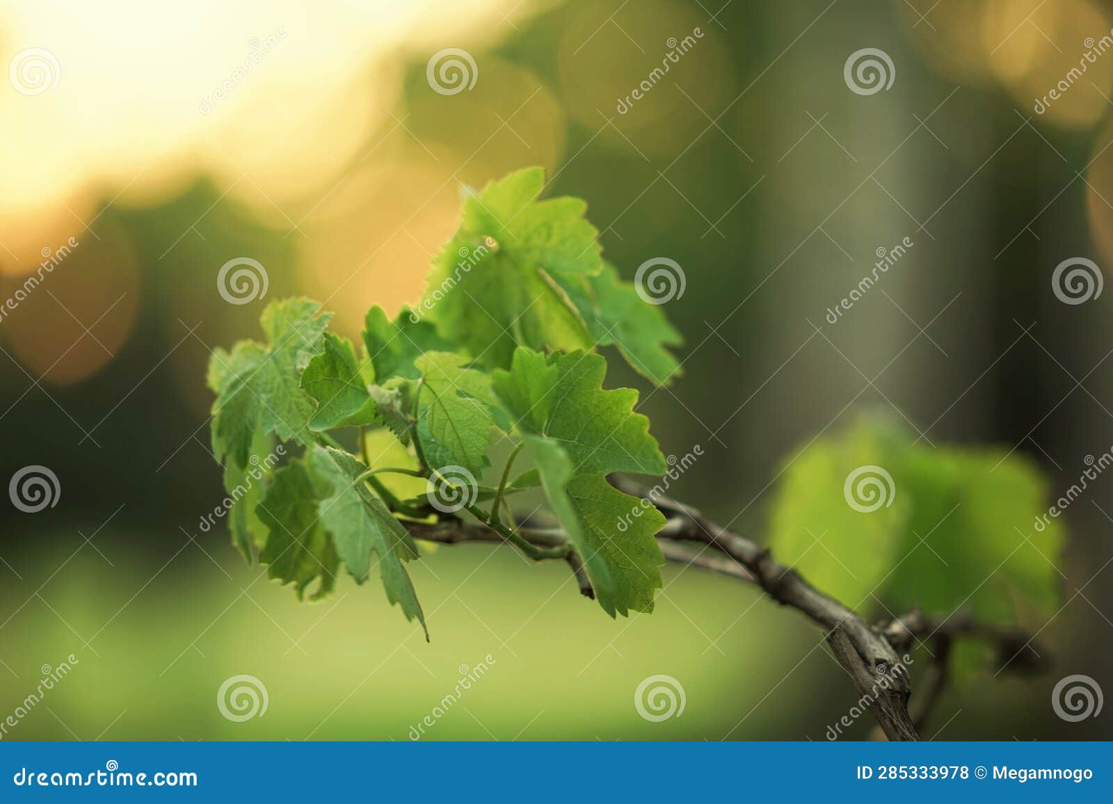 Fresh Green Grape Leaves Grow in the Evening Spring Garden Stock Photo ...