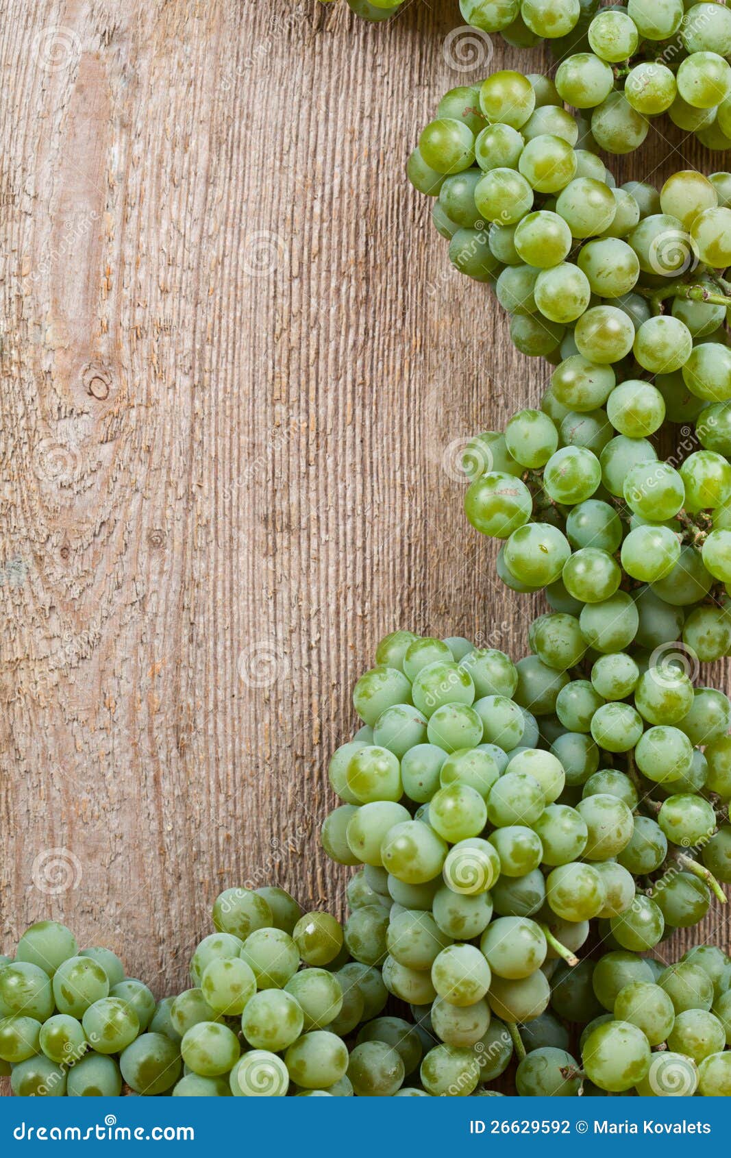 Fresh green grapes stock photo. Image of crop, grape - 26629592