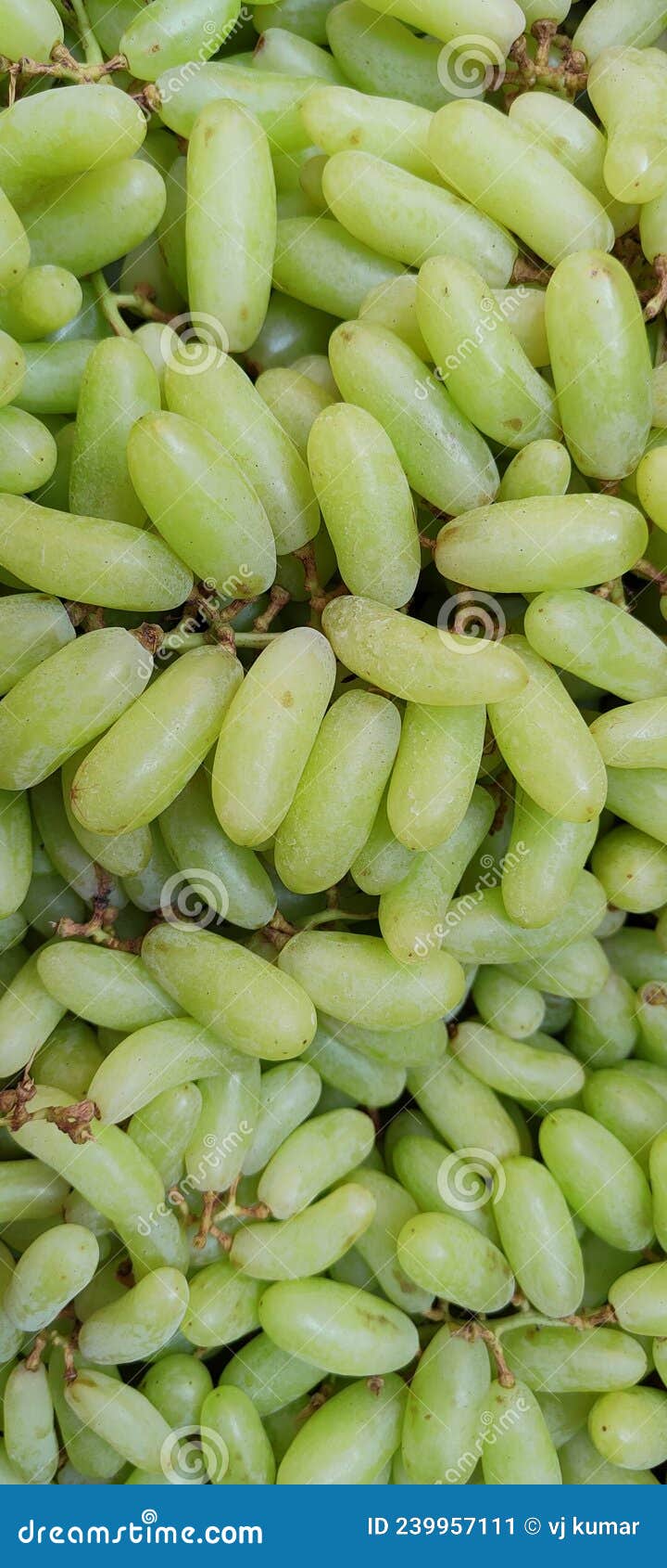 Fresh green grapes furit stock image. Image of shrub - 239957111
