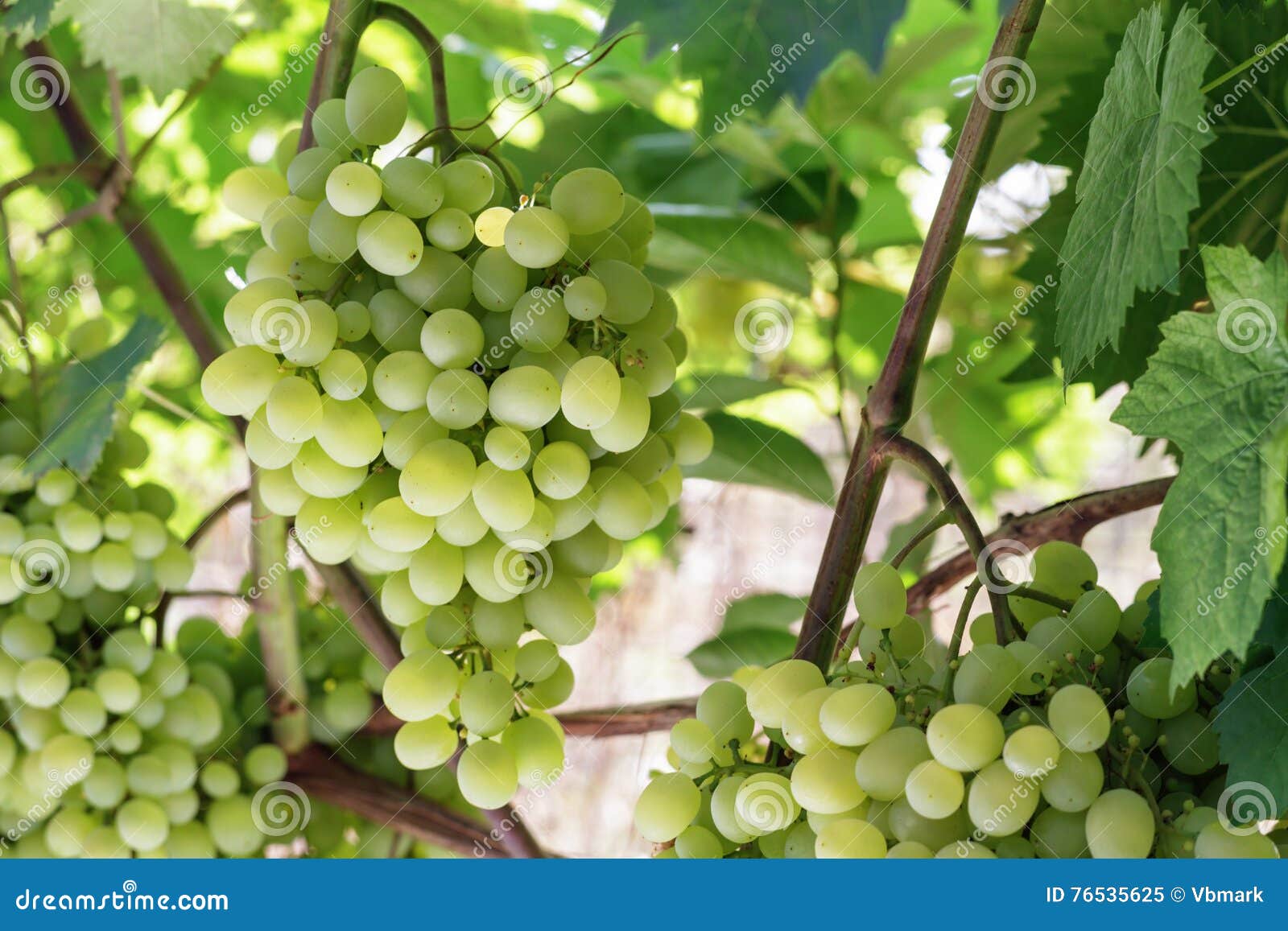 Fresh Green Grapes on Vine. Stock Image - Image of grape, juicy: 76535625