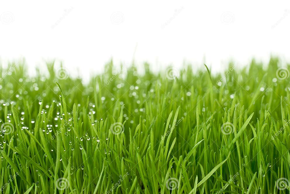 Fresh green gras stock image. Image of farm, waterdrops - 4540969