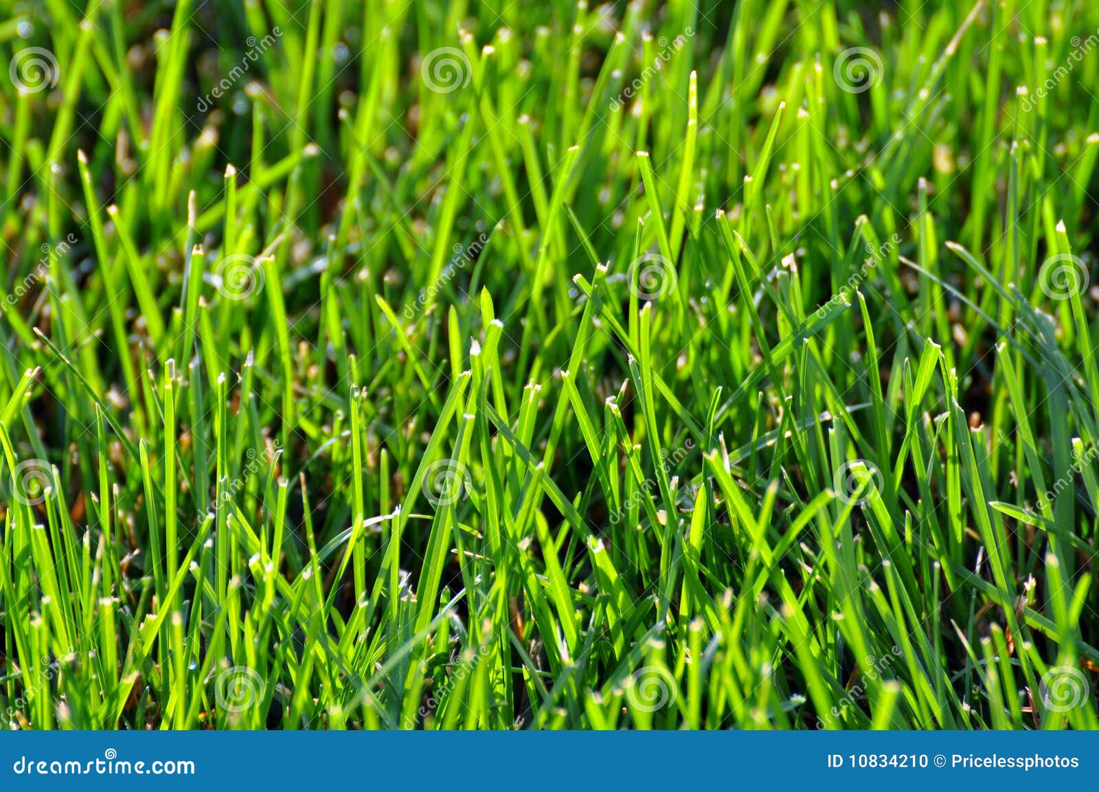 Fresh Green Grass stock photo. Image of purity, green - 10834210
