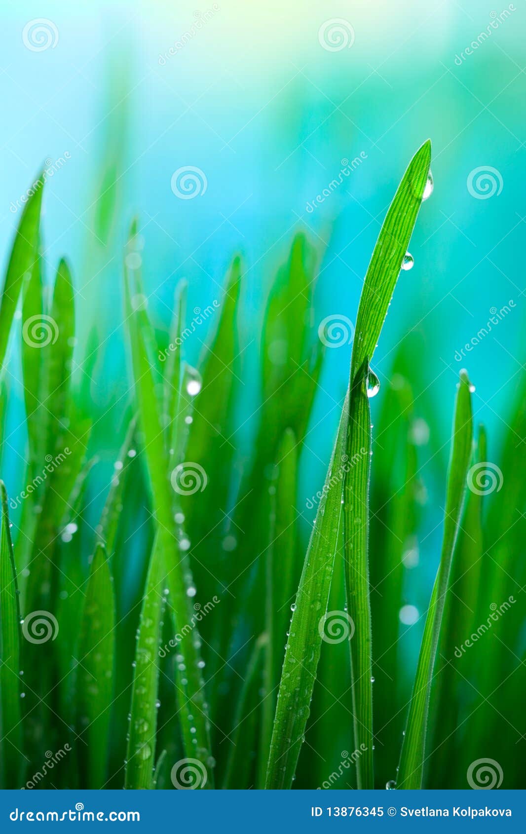 Fresh green grass stock image. Image of element, freshness - 13876345