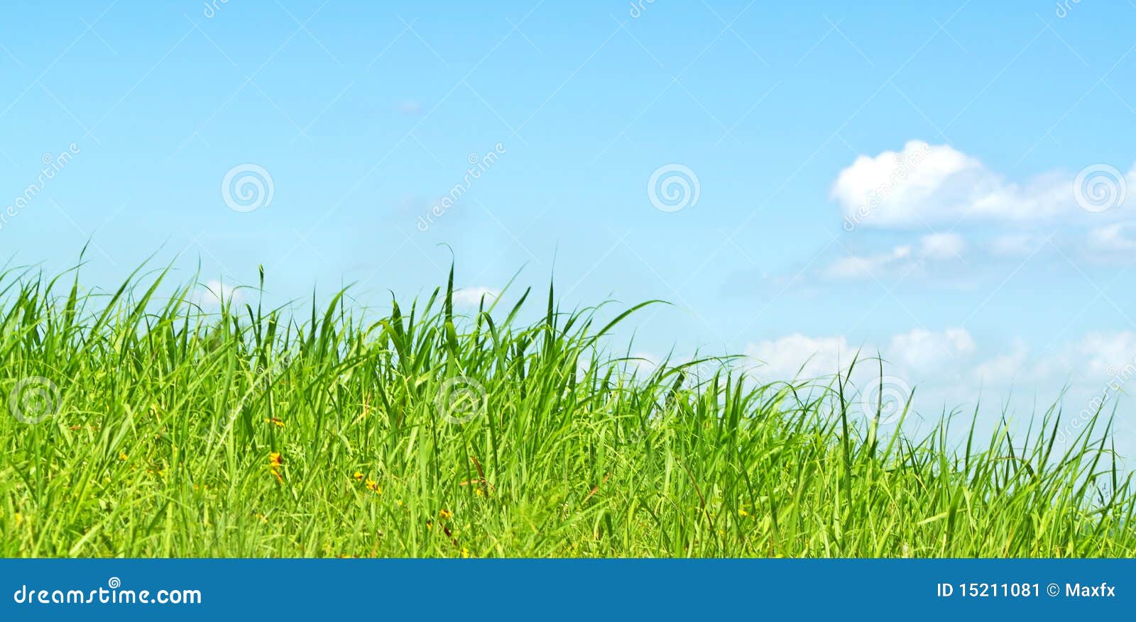 Fresh green grass stock image. Image of environment, season - 15211081