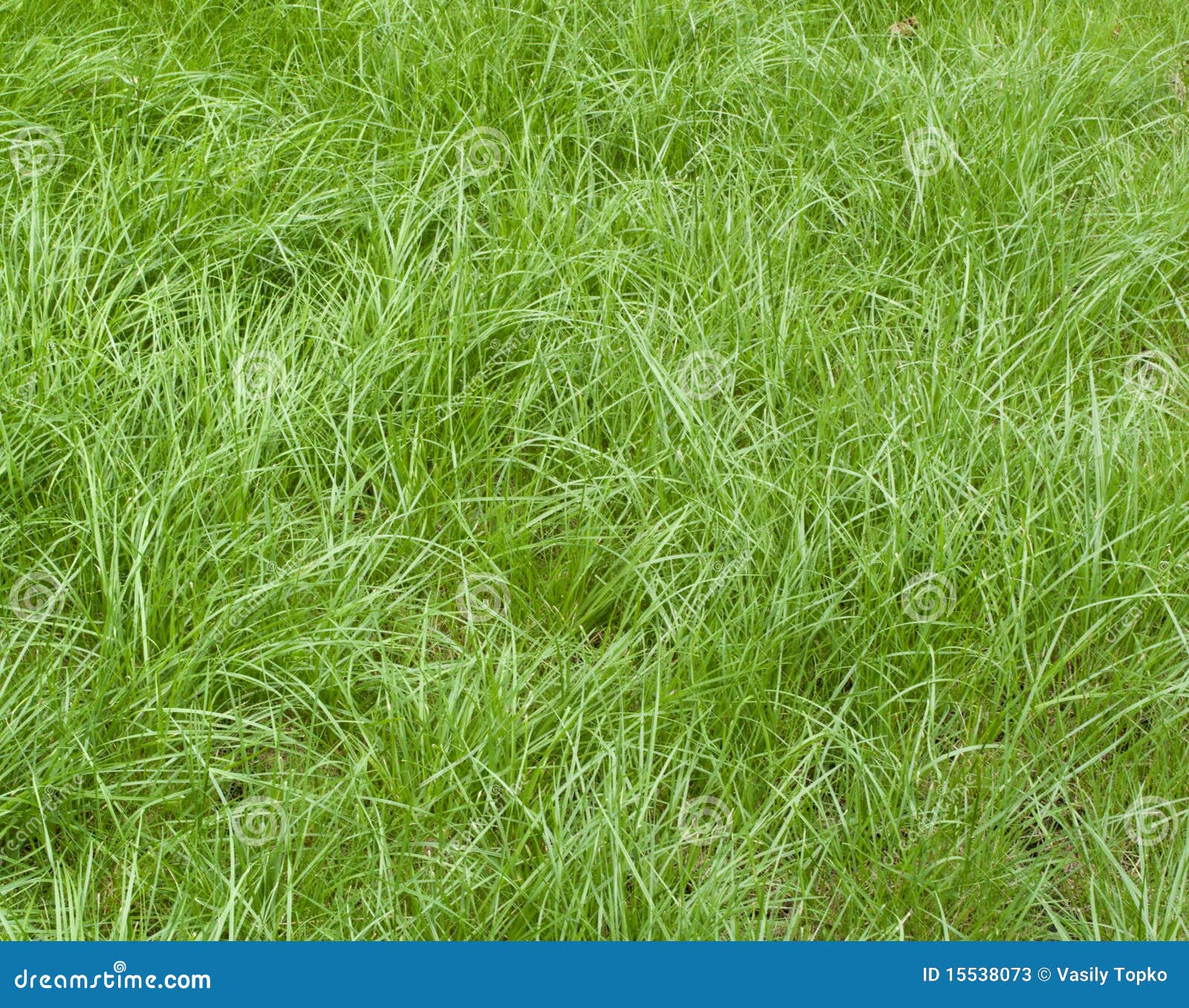 Fresh green grass stock image. Image of field, ground - 15538073